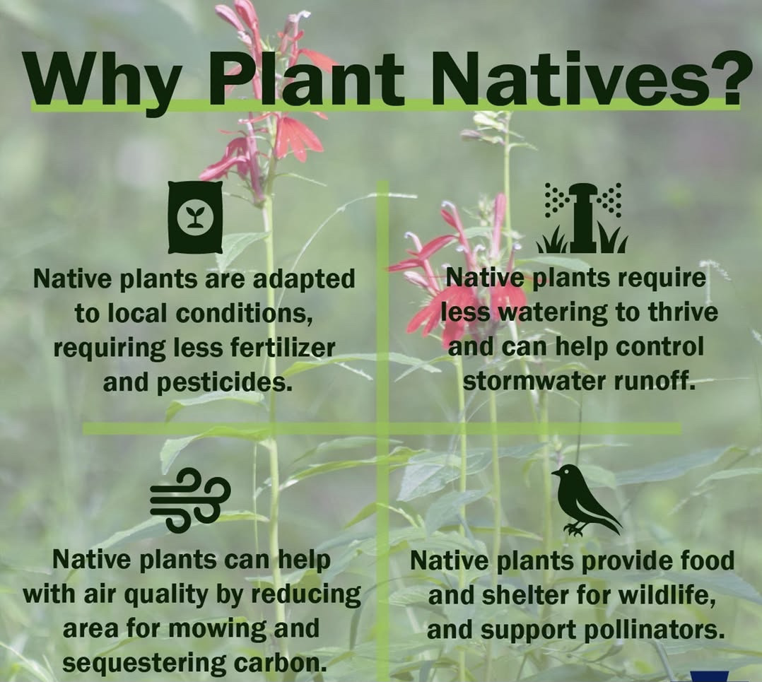 Use Native Plants – Keep Sedona Beautiful